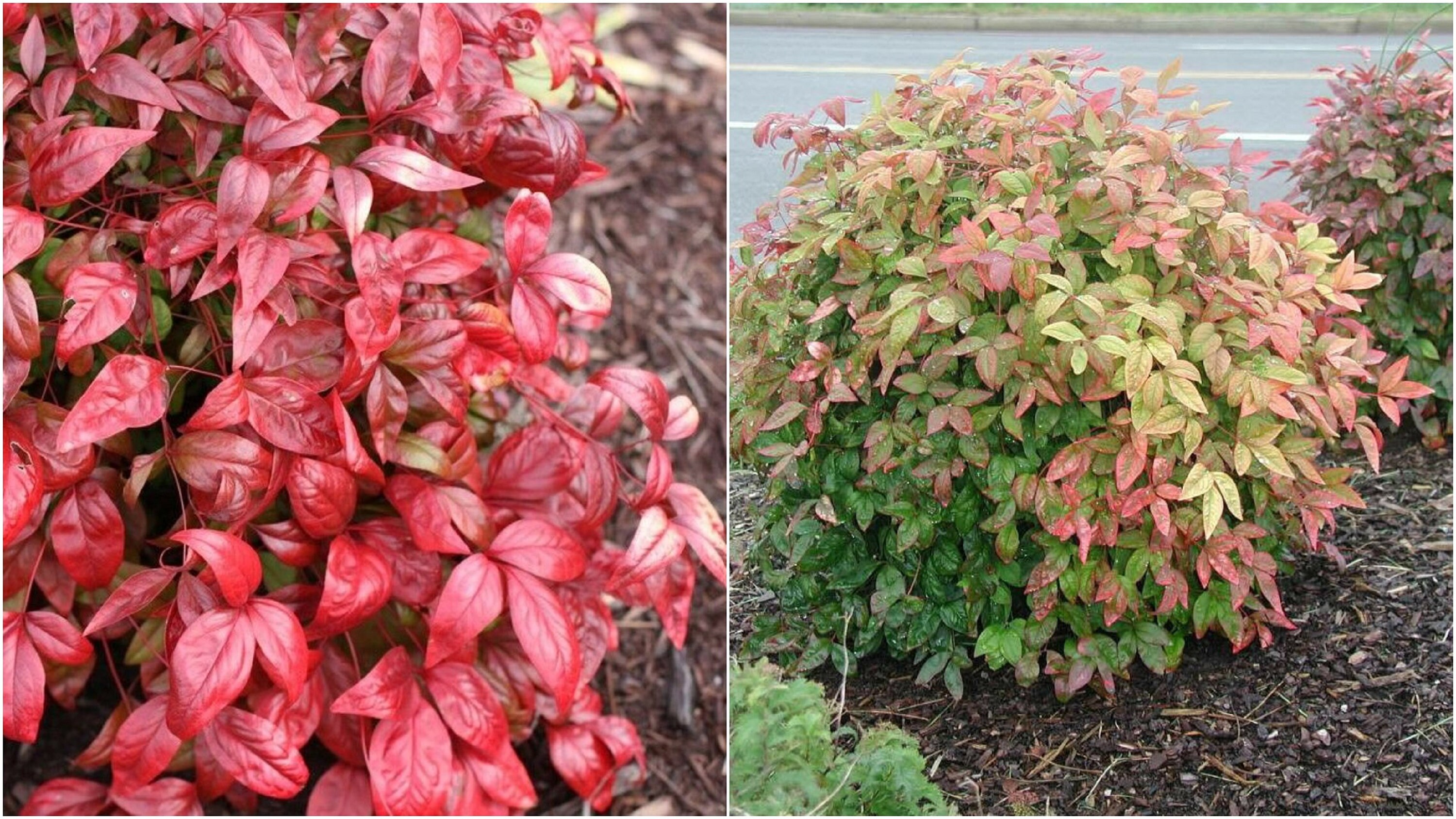 Nandina Firepower Companion Plants