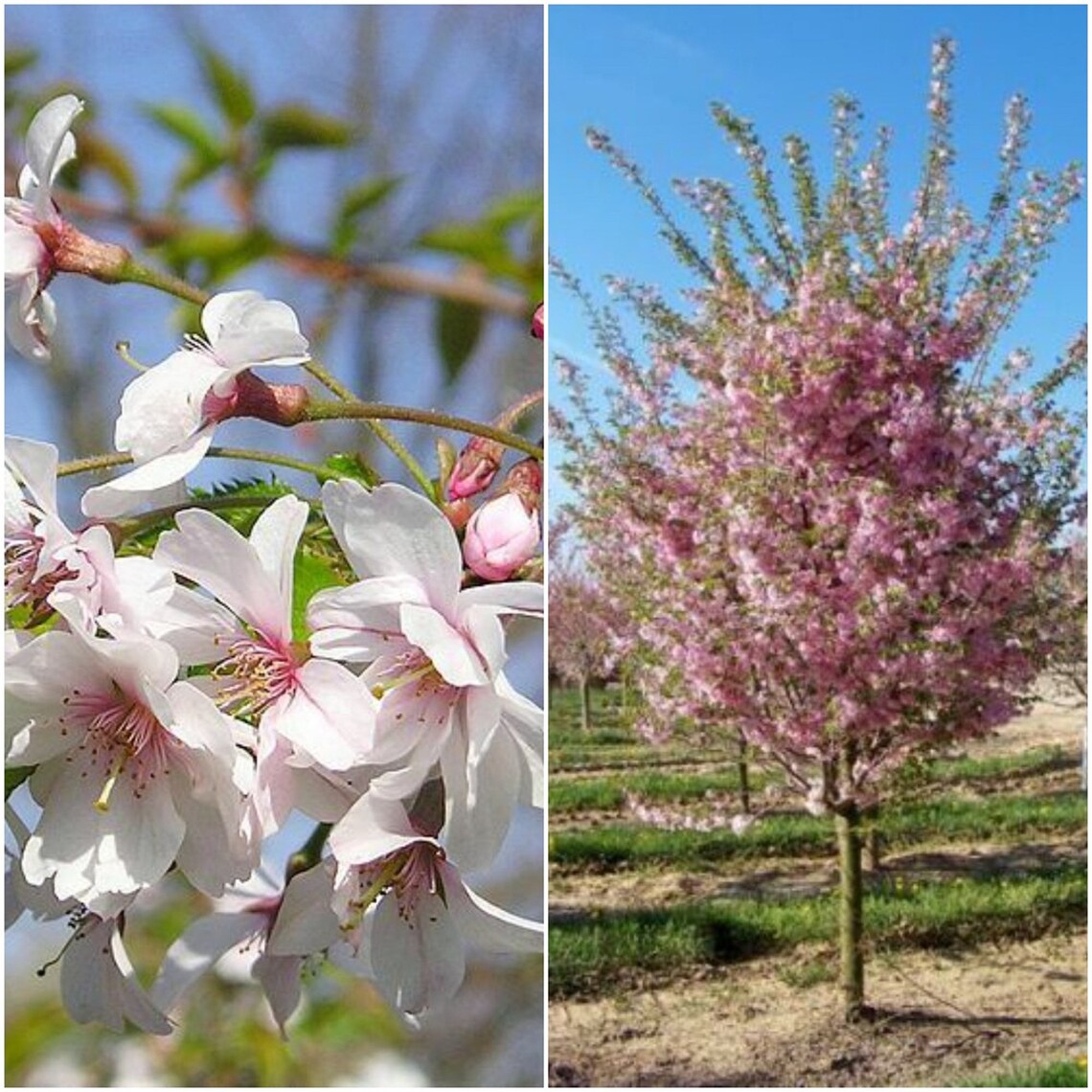 Autumnalis Flowering Cherry Tree Home Garden US Shipping | Etsy