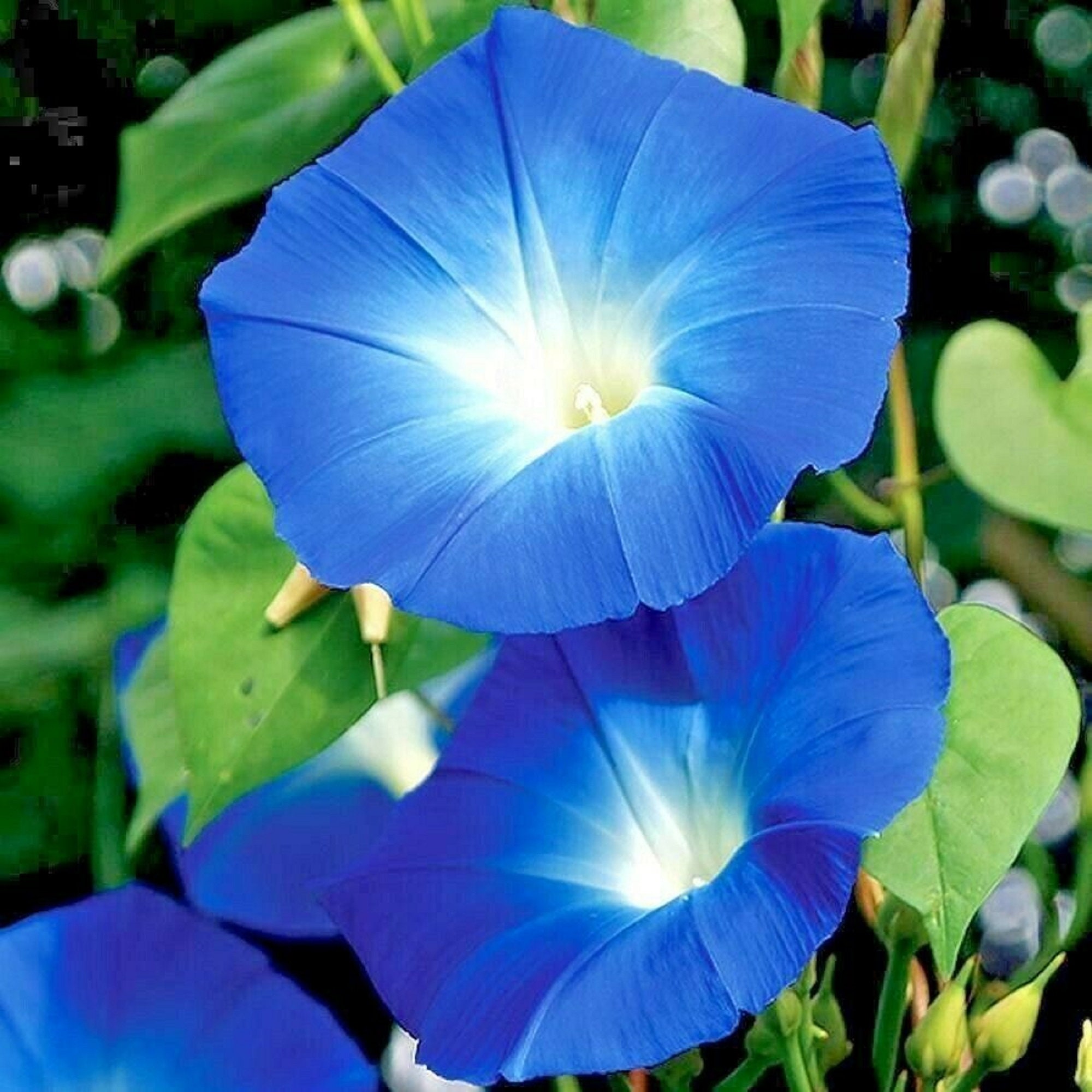 Morning Glory Seeds Wonderful Deep Blue Color 50 Seeds moon Flower ...