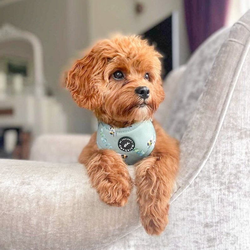 Cute as Can Bee Dog Harness | Etsy