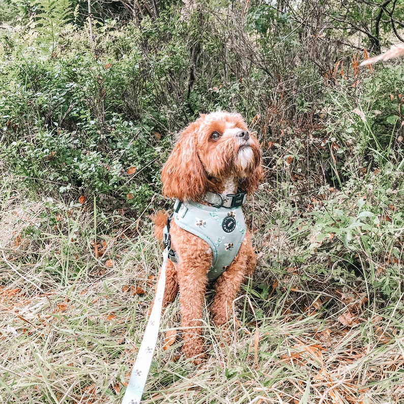Cute as Can Bee Dog Harness | Etsy