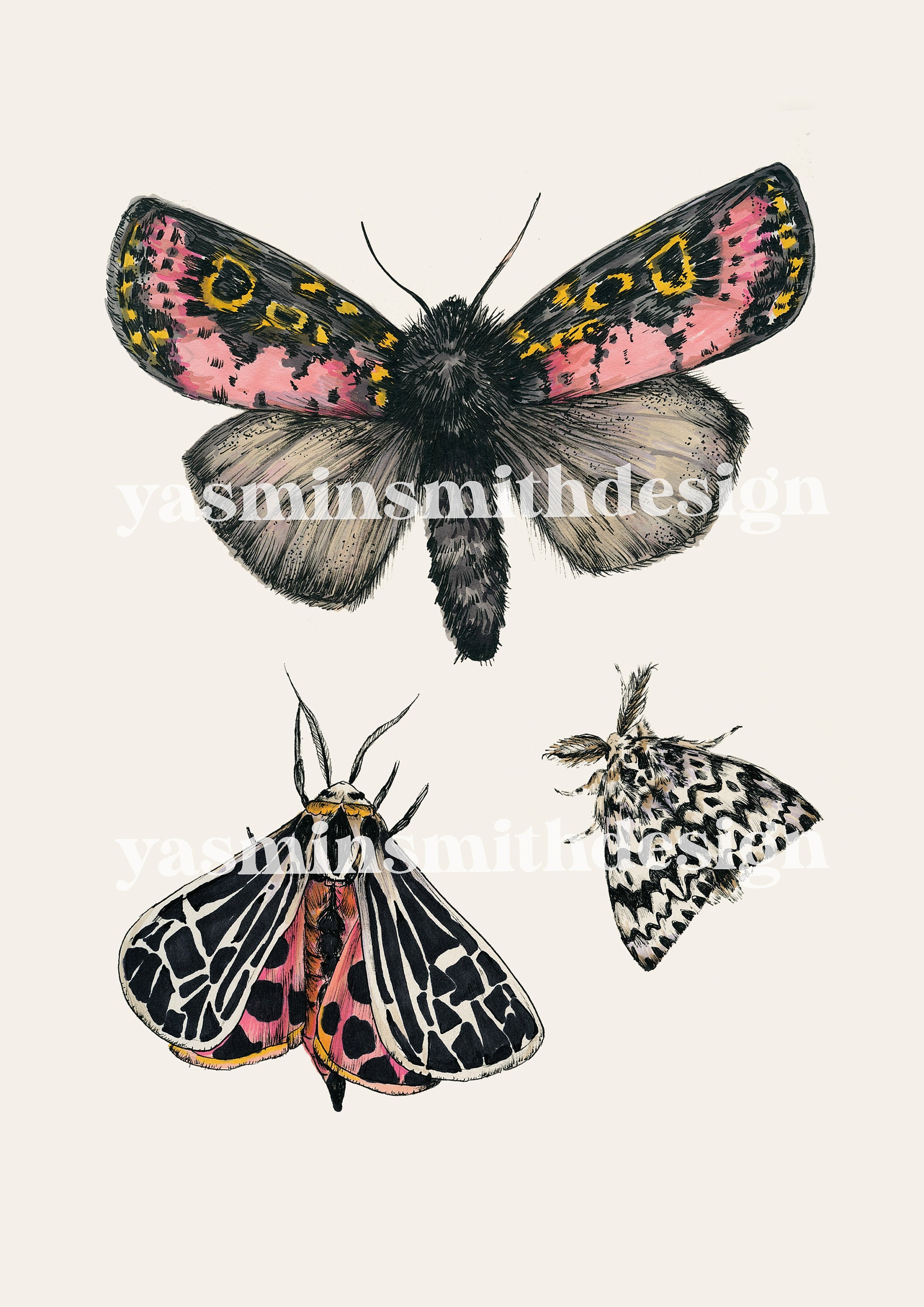Moth Print Moth Giclee Print Wildlife Print Moth Print | Etsy