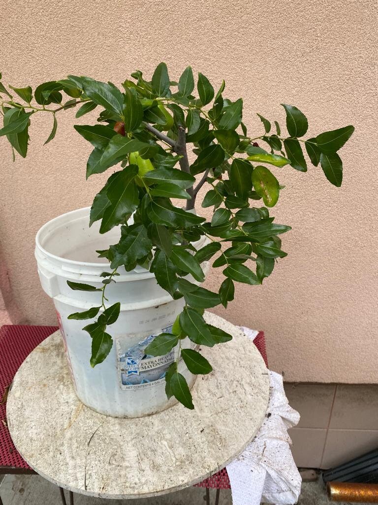 Lang Jujube Well Rooted Tree, 2 Gal Pot - Etsy
