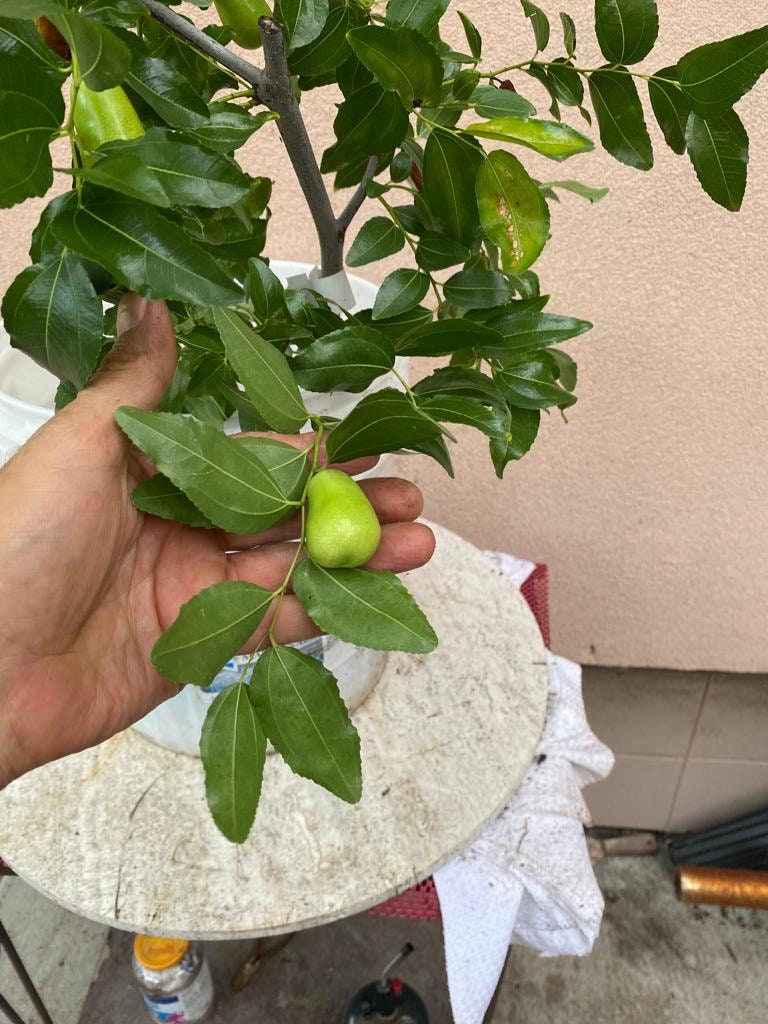 Lang Jujube Well Rooted Tree, 2 Gal Pot - Etsy