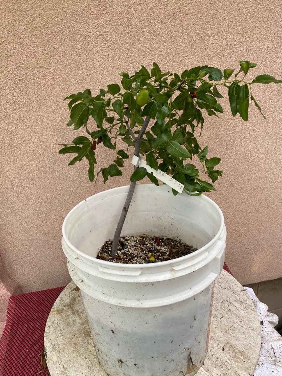 Lang Jujube Well Rooted Tree, 2 Gal Pot - Etsy