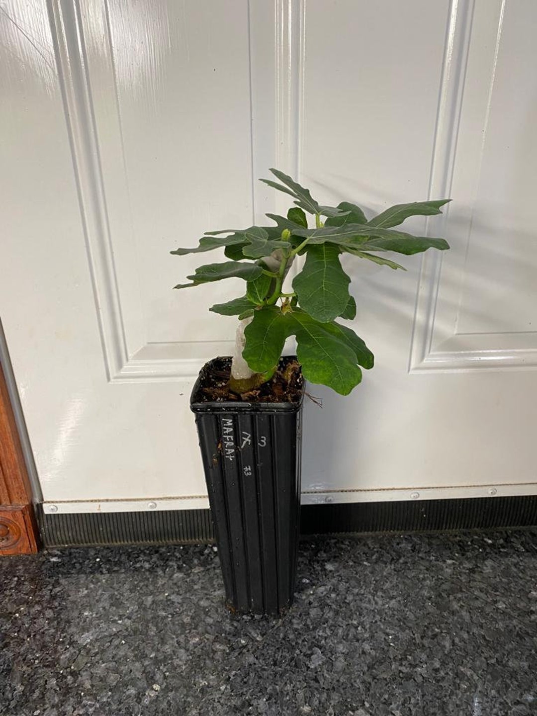 Mafrat Fig (russian Unknown), Rooted 4x12 1 Gal Very Hardy, Large Fruit ...
