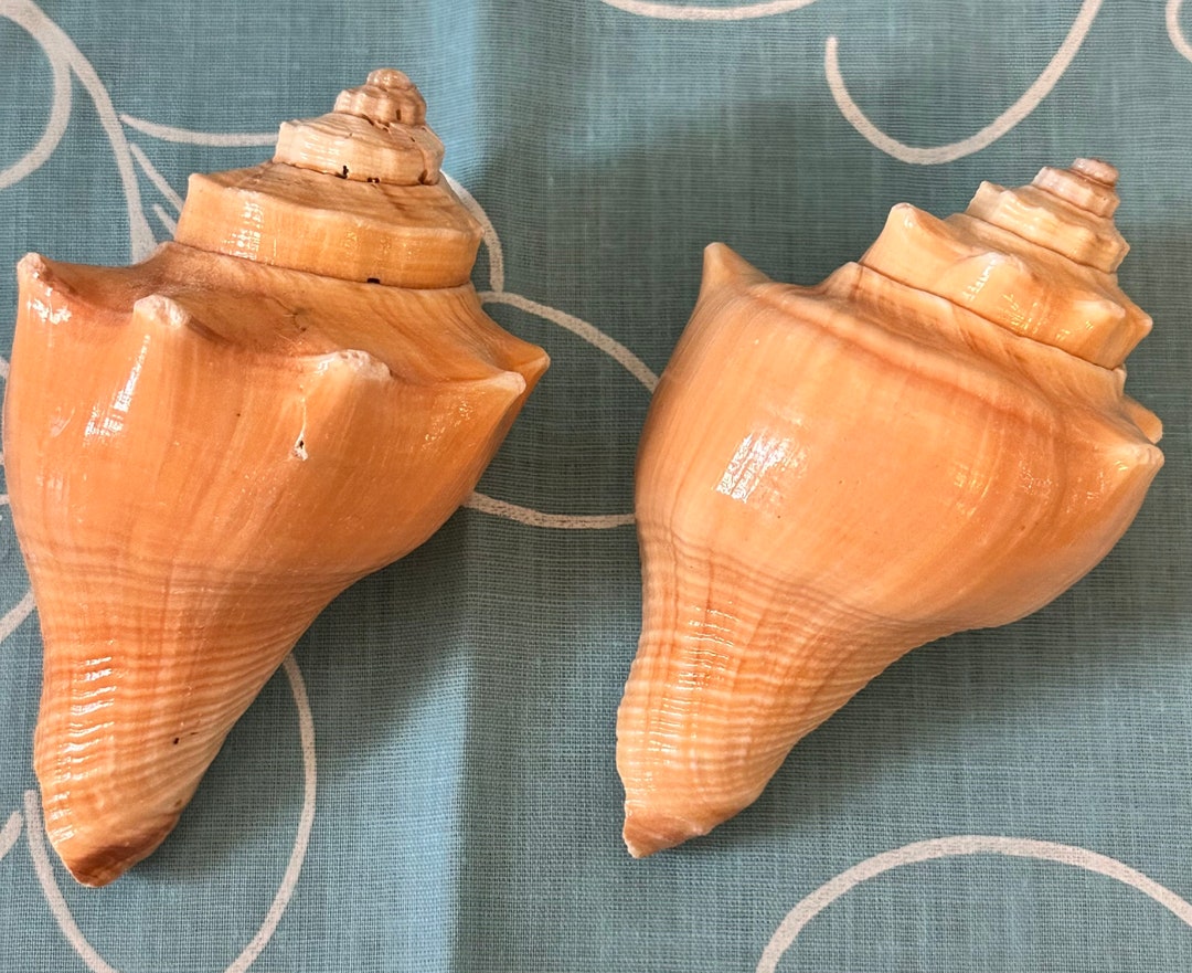 Set of Two 4 Conch Seashells - Etsy