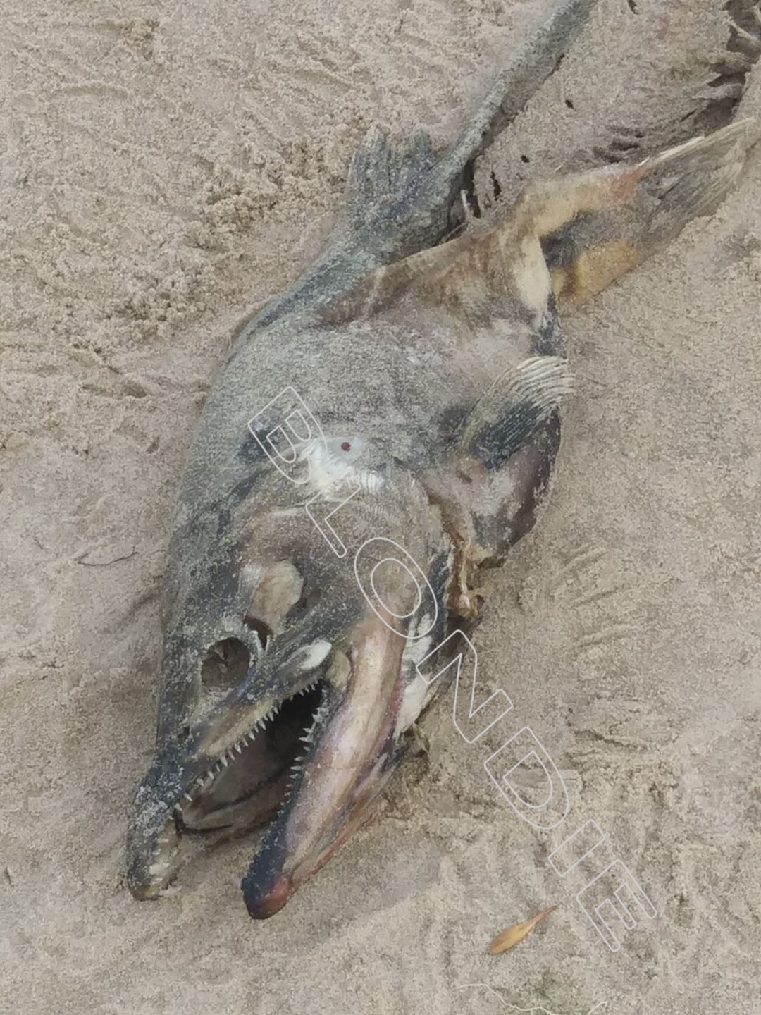 Fish Print Beach Photo beautiful Dead Fish Washed up From Lake Michigan ...