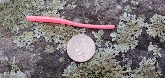 Soft Plastic Trout Worm Pink Color plus 1 micro jig | Etsy