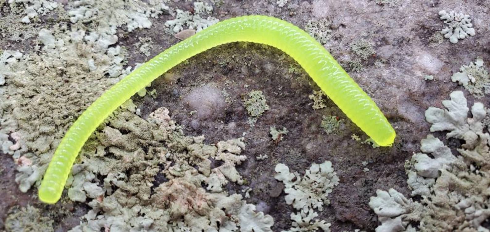 Soft Plastic Trout Worm Chartreuse UV Glow Color Plus 1 Micro Jig - Etsy