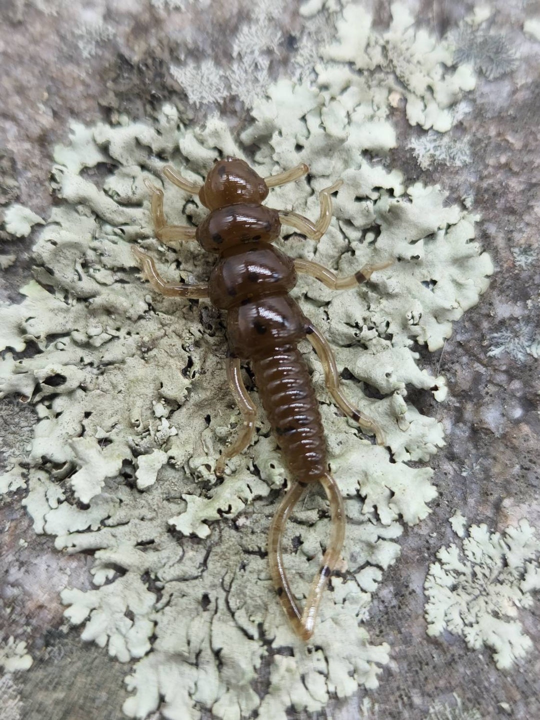 Soft Plastic Stonefly Natural Dark Color Plus 1 Micro Jig - Etsy