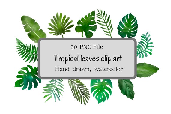 Colored Tropical Leaves Tropical Leaf Clip Art Hand Drawn - Etsy