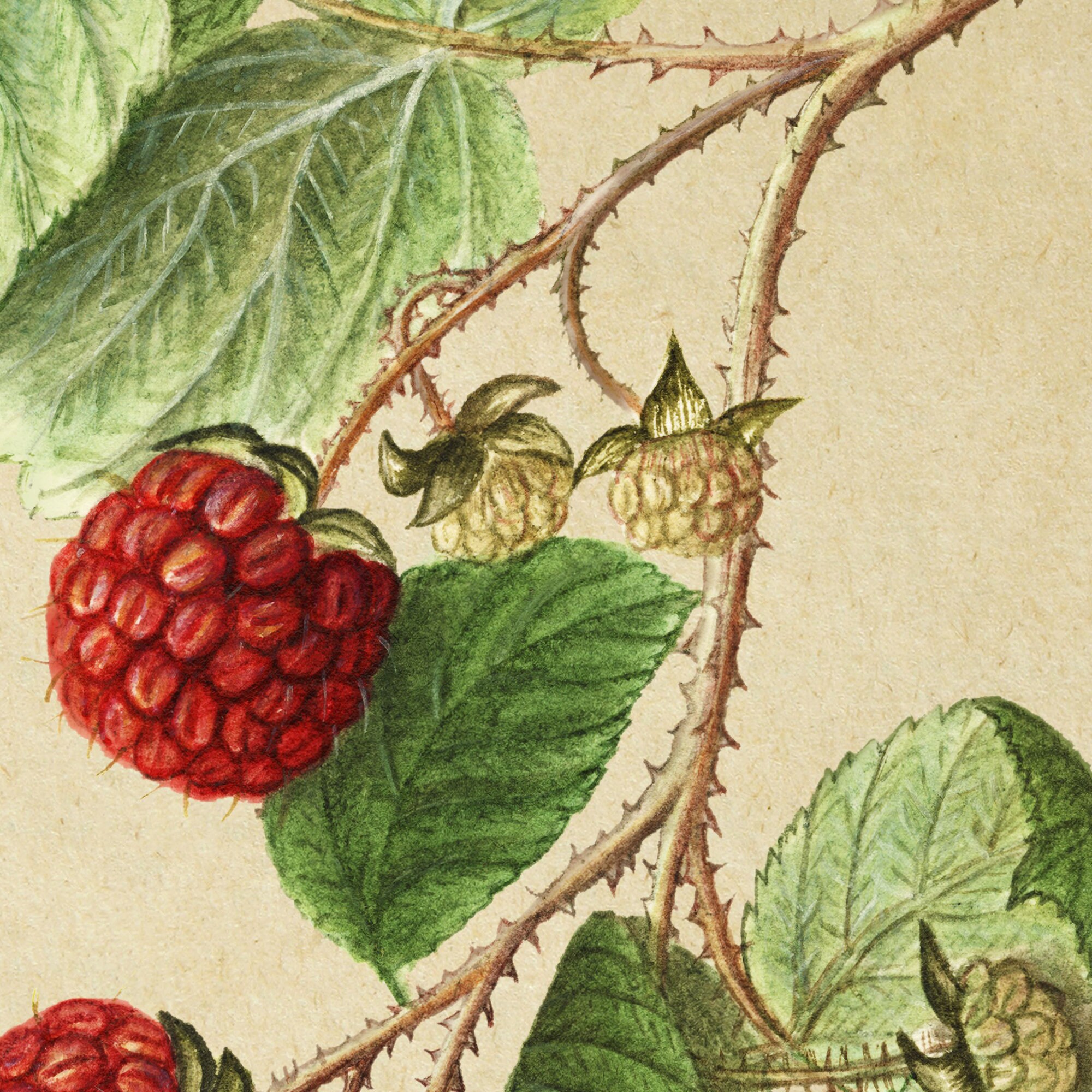 Raspberry Art Meerdere printformaten Vintage kunst aan de | Etsy