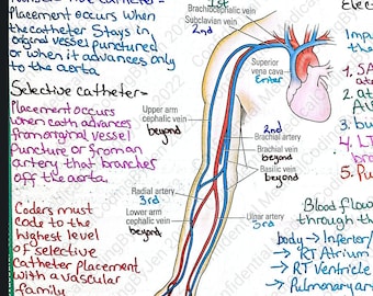 Cpc Exam Notes - Etsy