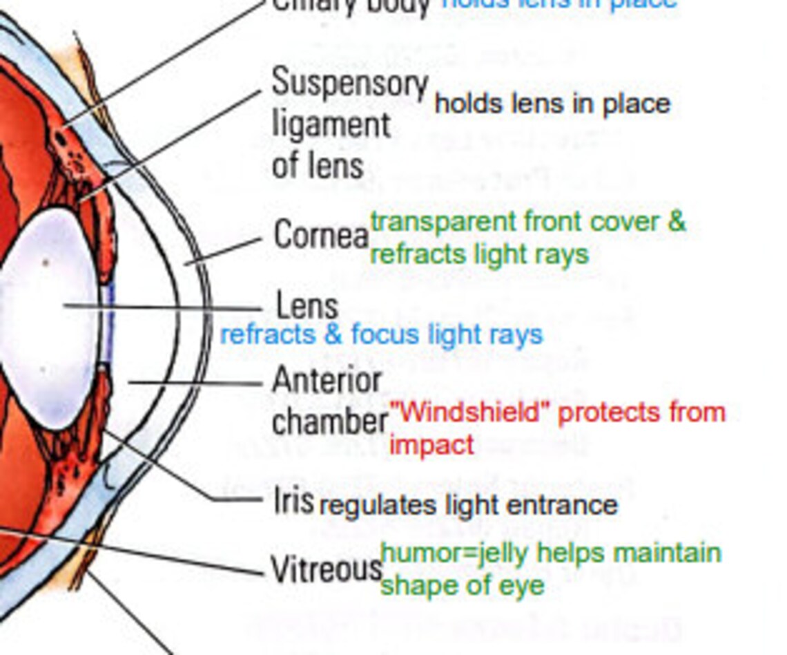 Eye Ocular CPT Section Notes, Examples, Corrections Instant Download ...