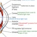 Eye Ocular CPT Section Notes, Examples, Corrections Instant Download ...