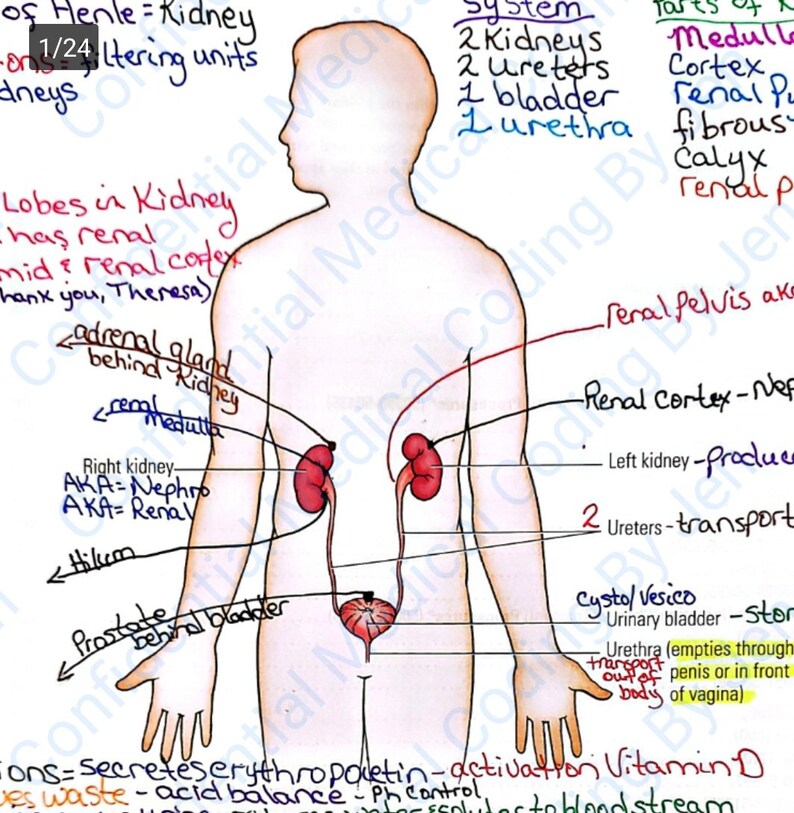 Urology Section CPT Book Pages 394-417 Watermarked Notes Cpc Coc Cic ...