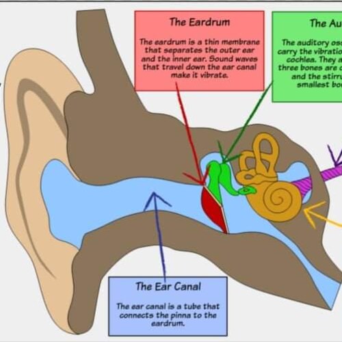 2023 Auditory CPT Section Notes Examples Corrections Instant - Etsy