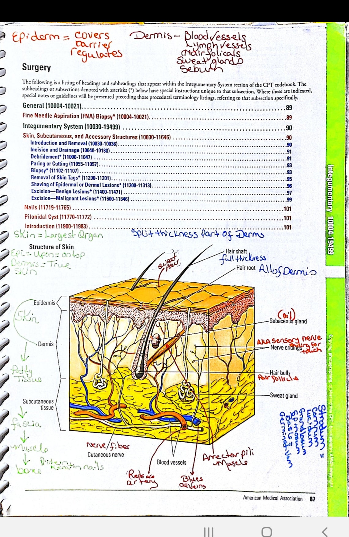 2021 Cpt Surgery Integumentary Guide Notes For Cpc Exam Etsy