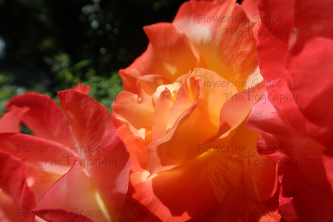 Rose, Bright, Warm, Macro, Nature, Printable, Digital Download ...