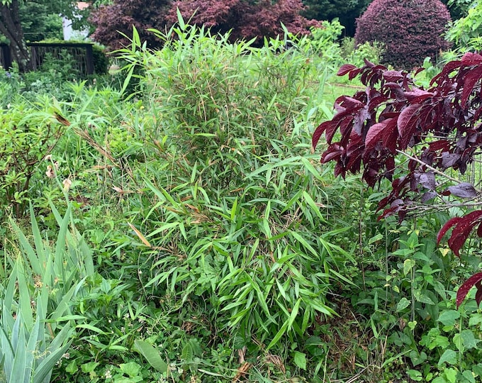 River Cane Native Bamboo Live Plant Seedling (arundinaria Gigantea) - Etsy