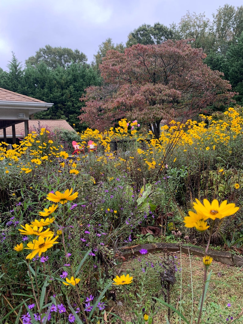 Swamp Sunflower Helianthus Augustifolius/simulans Root Clumps ...