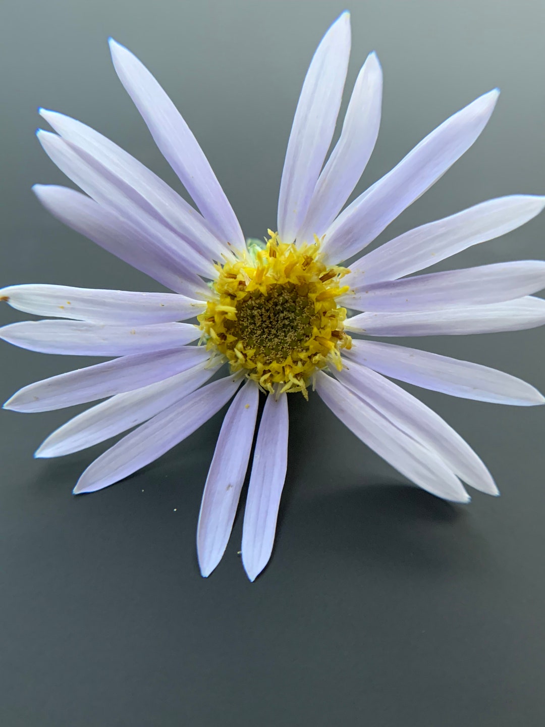 Fresh Piedmont Aster Eurybia Mirabilis Seeds - Etsy