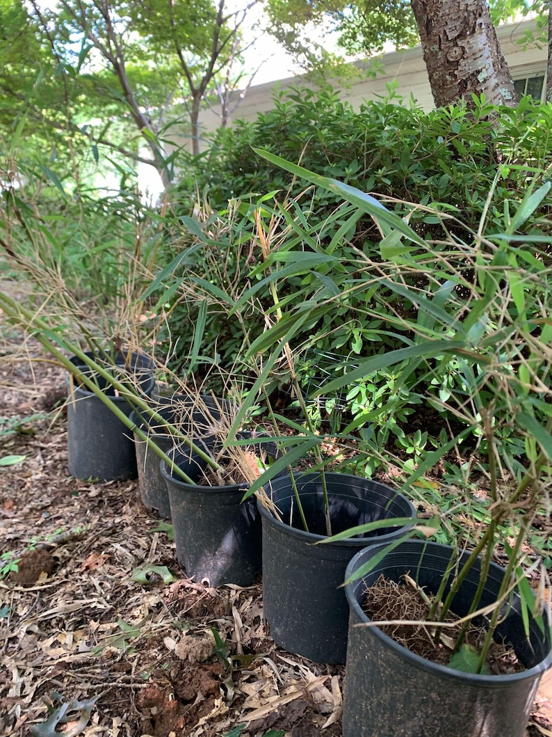 River Cane Native Bamboo Live Plant Seedling (arundinaria Gigantea) - Etsy