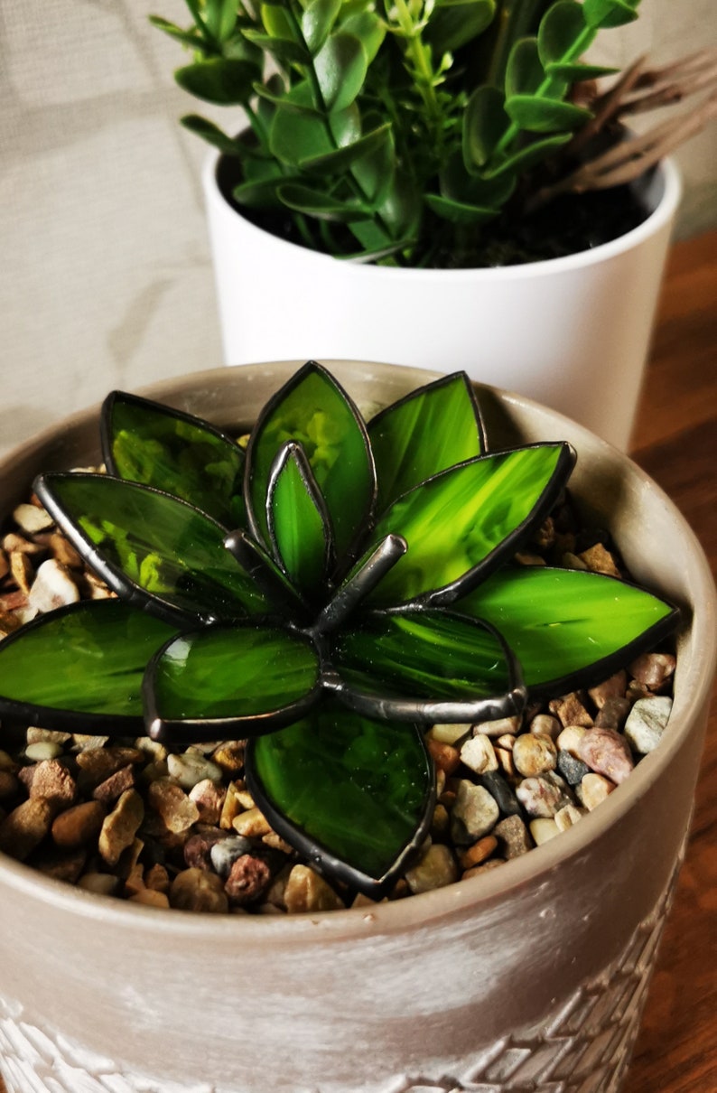 Stained Glass Succulent Waterless Plant Cactus Succulent - Etsy UK