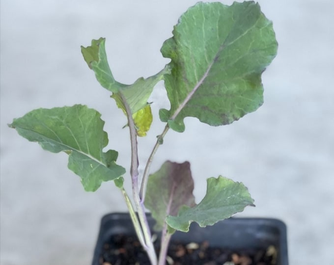 Purple Tree Collards *4” Rooted Plants* Perennials!! - Etsy