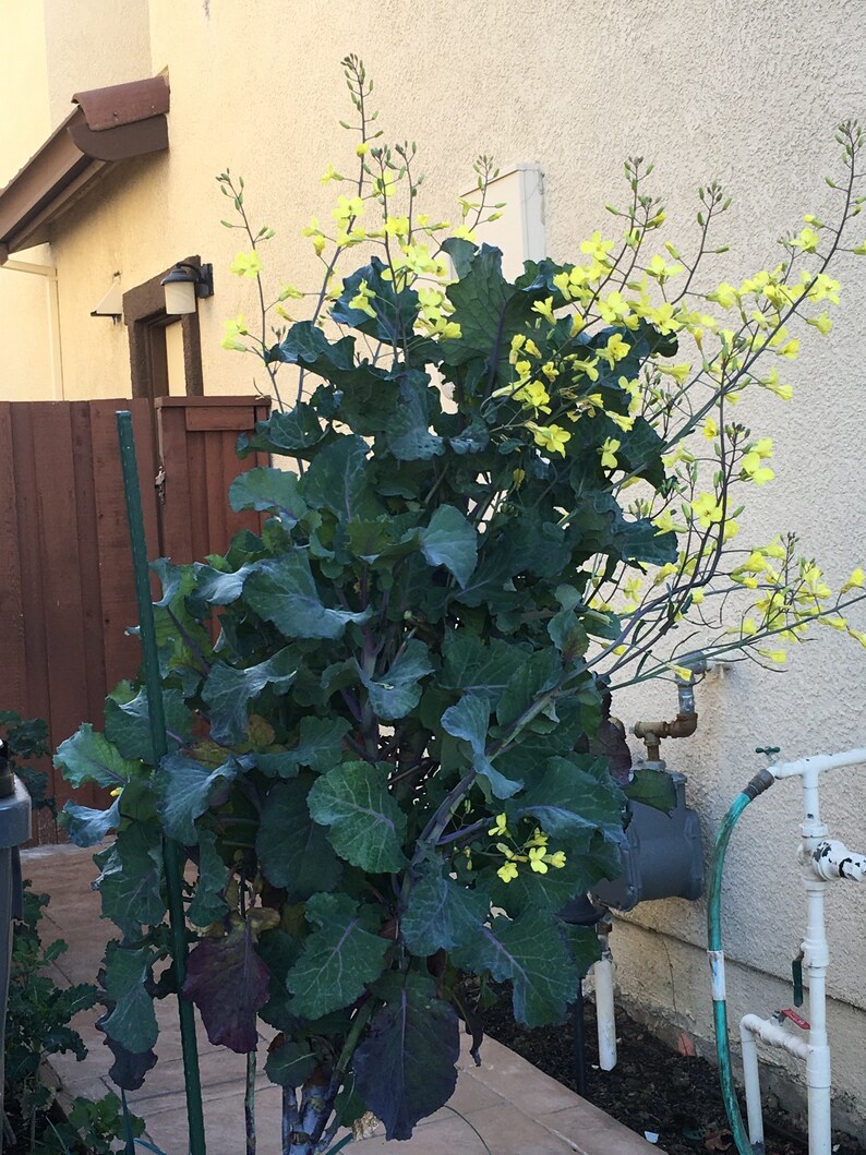 Purple Tree Collards 4 Rooted Plants Perennials - Etsy