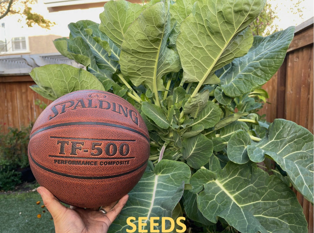 Green Tree Collard (aka Tree Kale) Perennial Green *30 Seeds* - Etsy