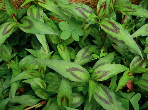 Vietnamese Cilantro rau Ram polygonum Odoratum rooted | Etsy