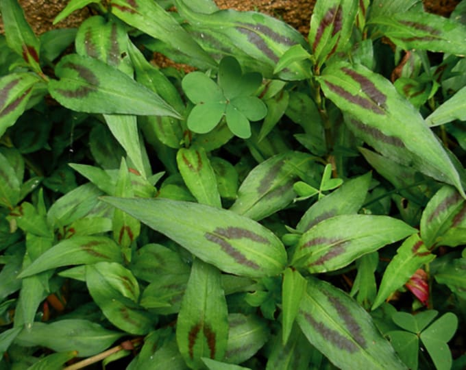 Vietnamese Cilantro “rau Ram” (polygonum Odoratum) *rooted Plant* - Etsy