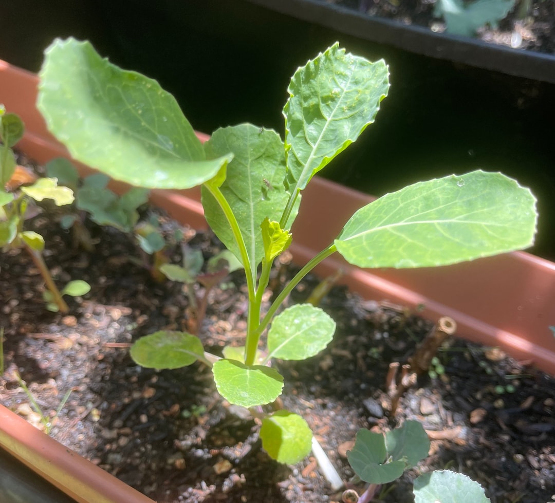 Green Tree Collard *4-inch Rooted Plants* Perennials!! - Etsy