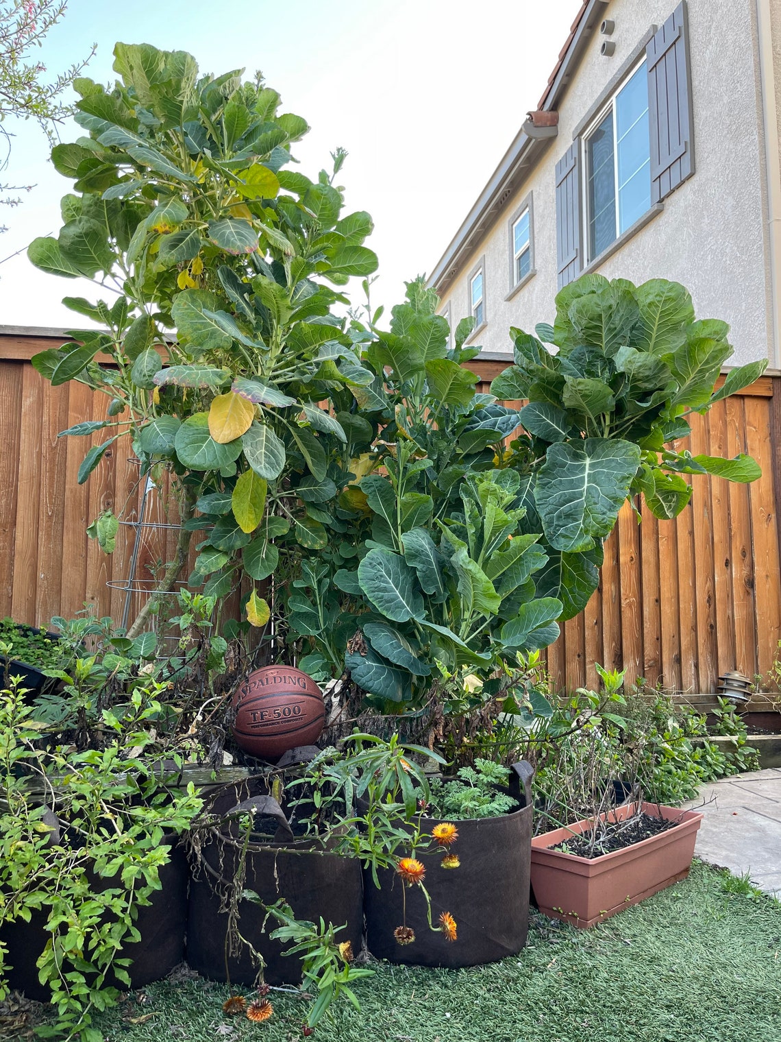 Green Tree Collard aka Tree Kale Perennial Green 30 Seeds - Etsy