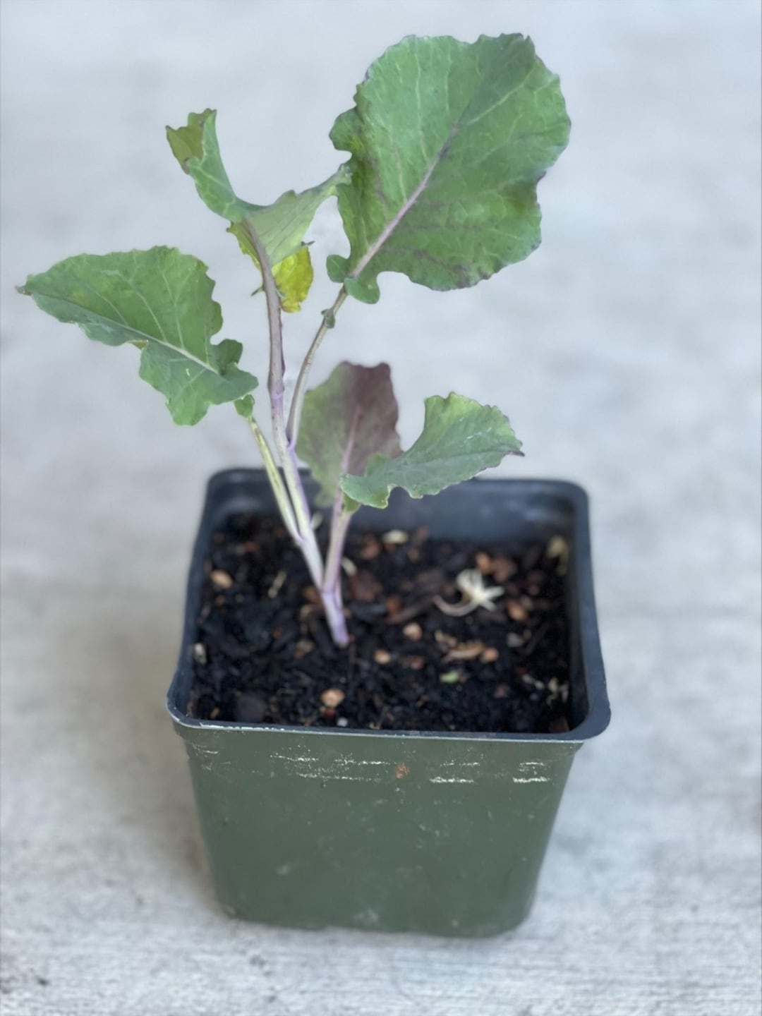 Purple Tree Collards *4” Rooted Plants* Perennials!! - Etsy