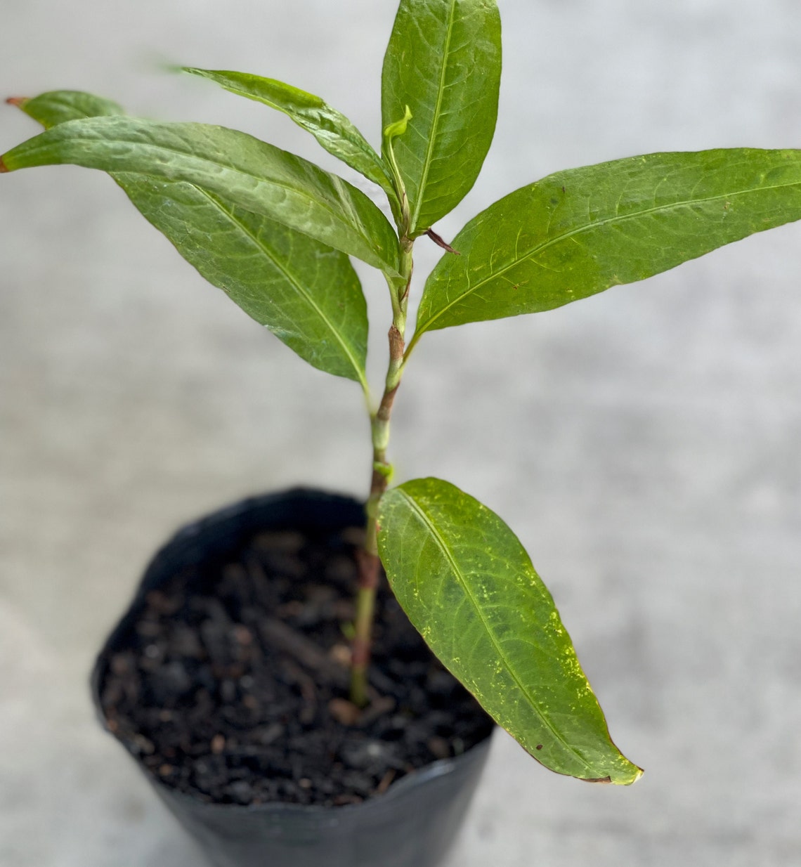 Vietnamese Cilantro “rau Ram” (polygonum Odoratum) *rooted Plant* - Etsy