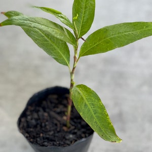 Vietnamese Cilantro “rau Ram” (polygonum Odoratum) *rooted Plant* - Etsy