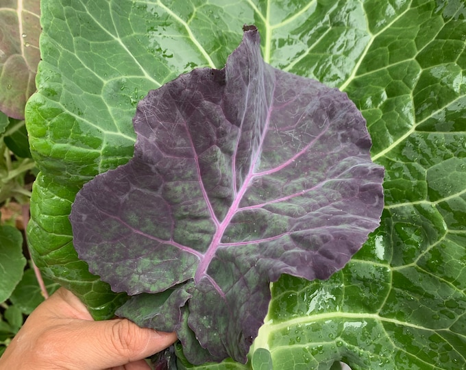 Purple Tree Collard (aka Tree Kale) Perennial *3 Cuttings* - Etsy