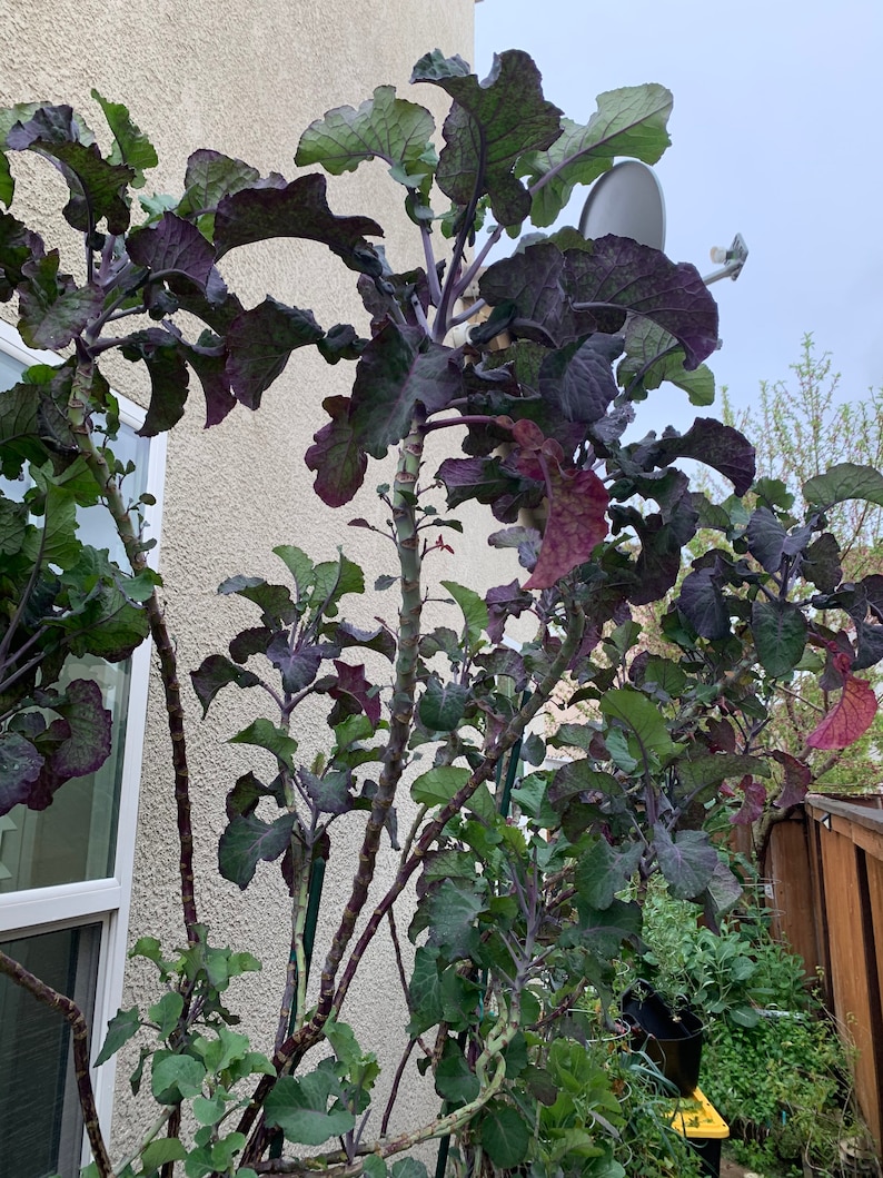 Purple Tree Collards 4 Rooted Plants Perennials - Etsy