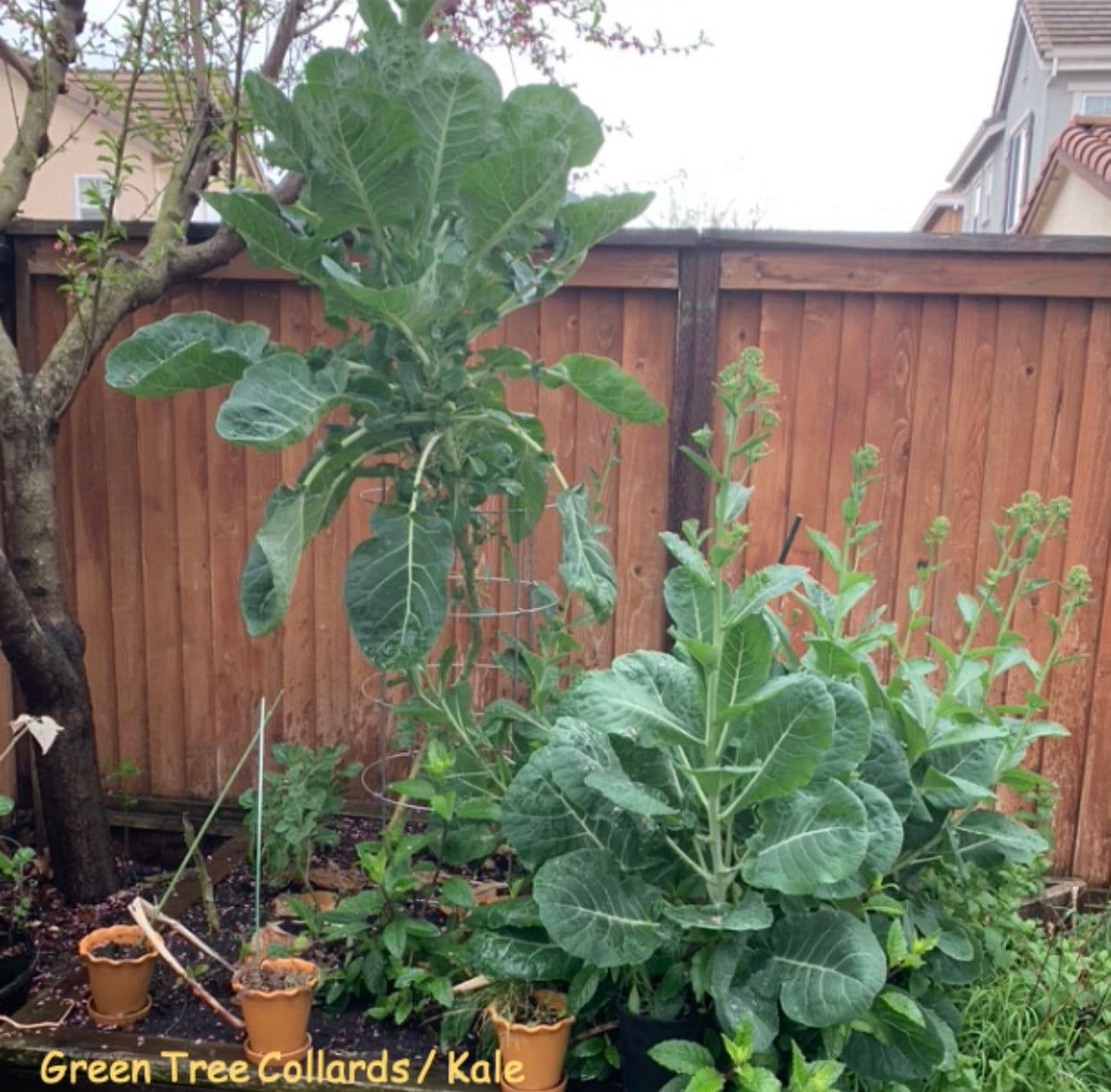 Green Tree Collard aka Tree Kale Cuttings perennial Green - Etsy