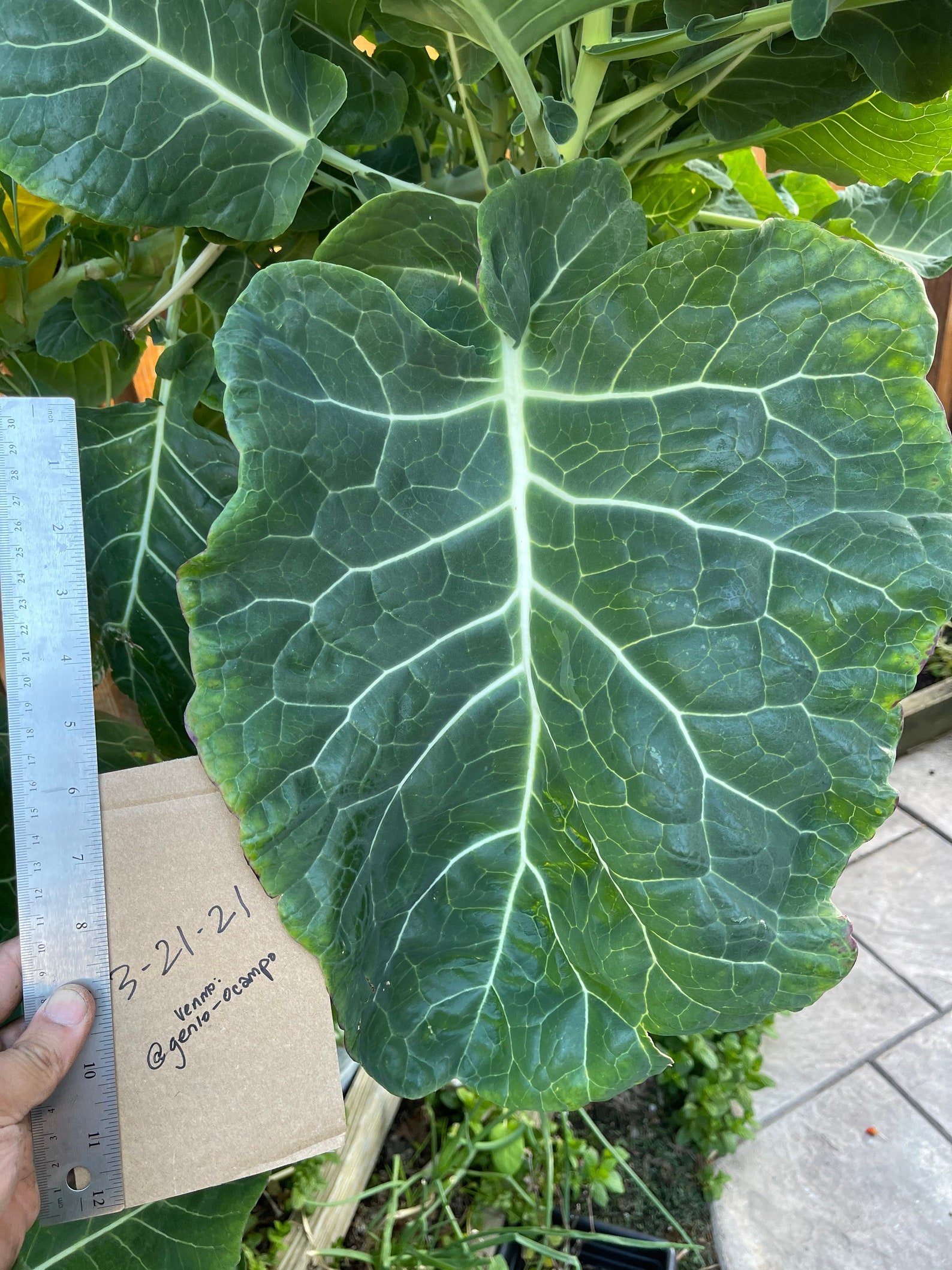 Green Tree Collard aka Tree Kale Cuttings perennial Green - Etsy