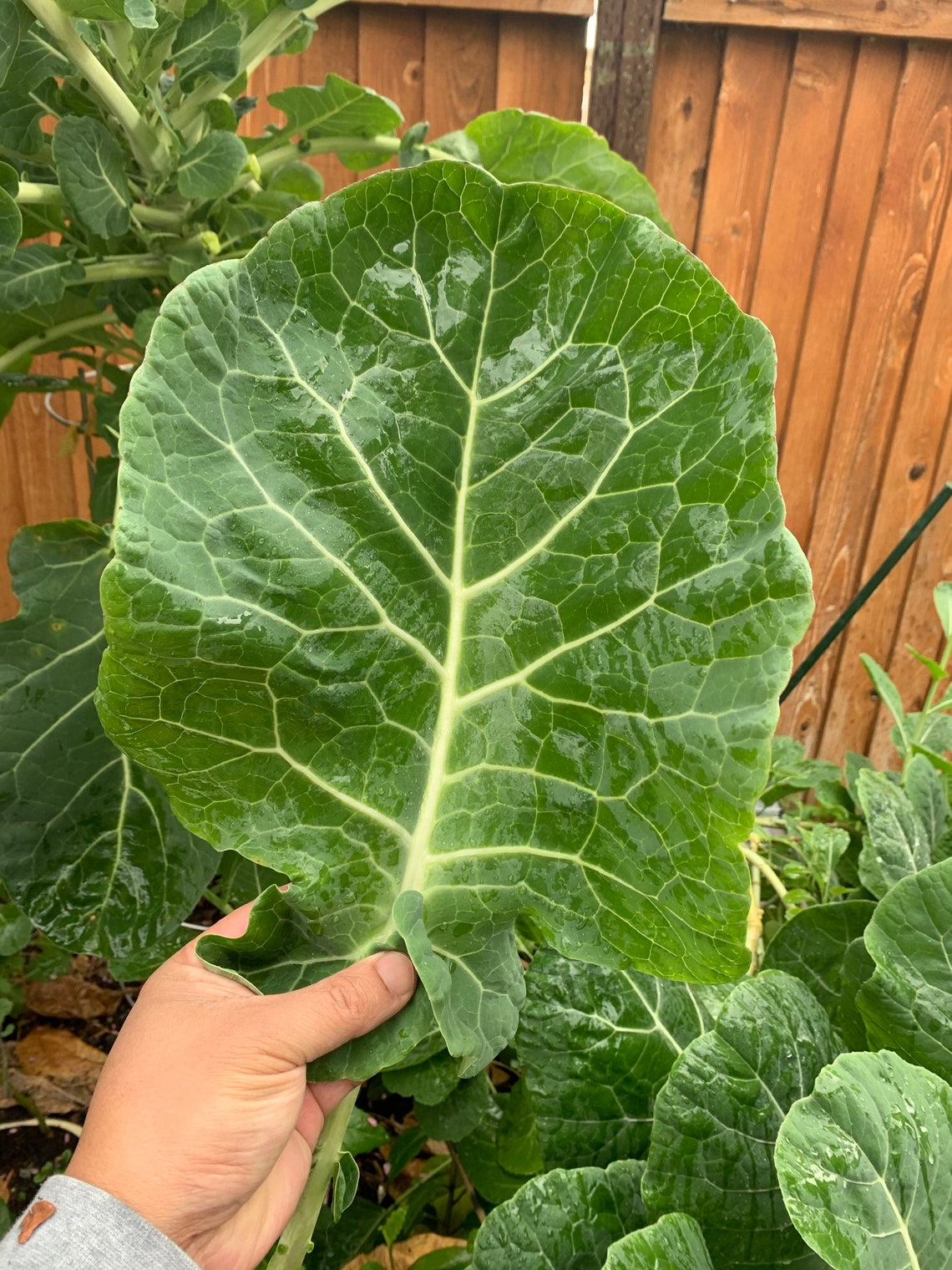 Green Tree Collard aka Tree Kale Cuttings perennial Green - Etsy