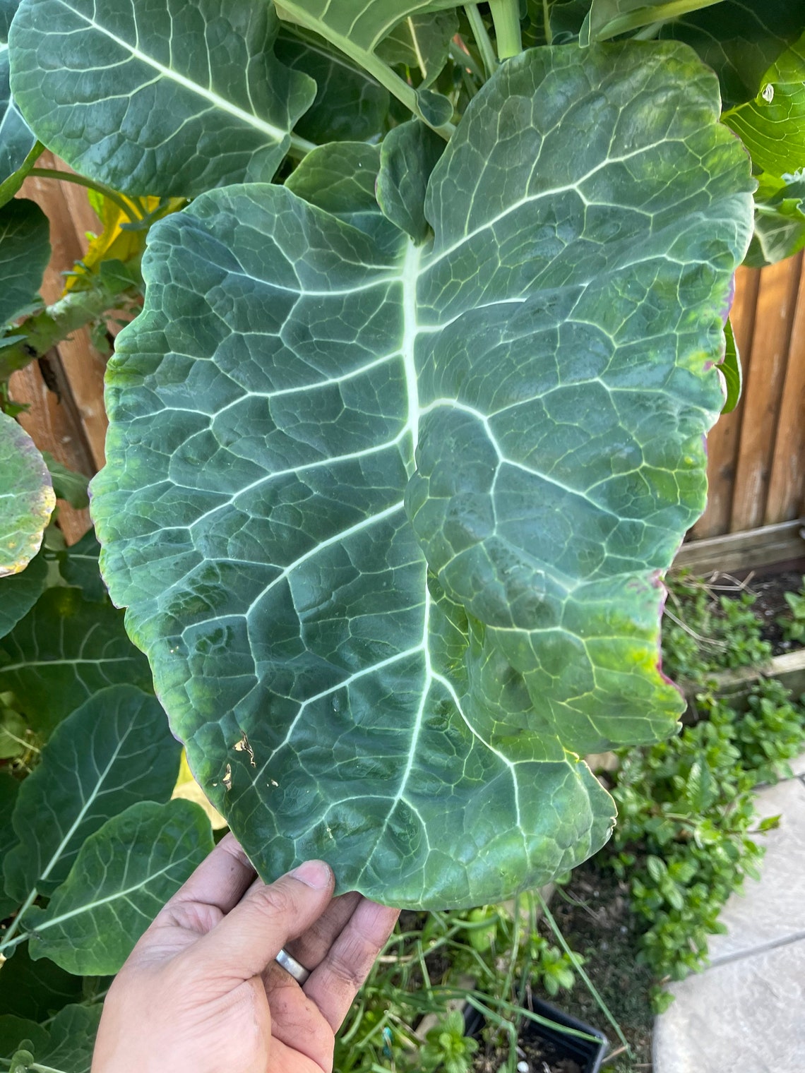 Green Tree Collard aka Tree Kale Perennial Green 30 Seeds - Etsy