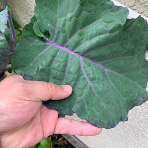 Purple Tree Collards *4” Rooted Plants* Perennials!! - Etsy
