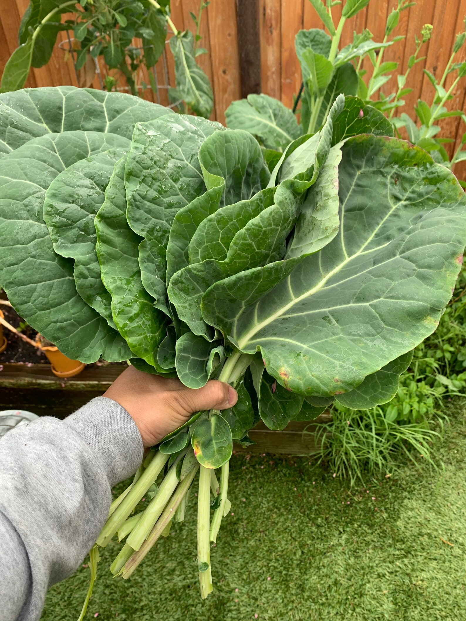 Green Tree Collard aka Tree Kale Perennial Green 30 Seeds - Etsy