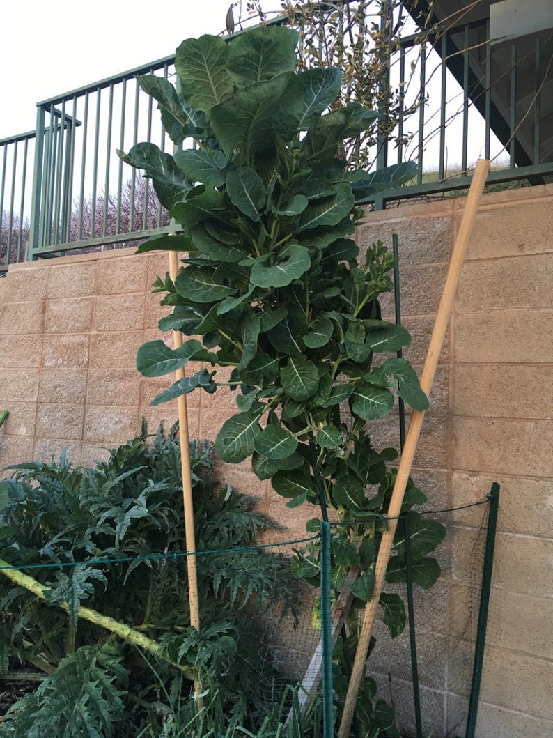 Green Tree Collard aka Tree Kale Perennial Green 30 Seeds - Etsy