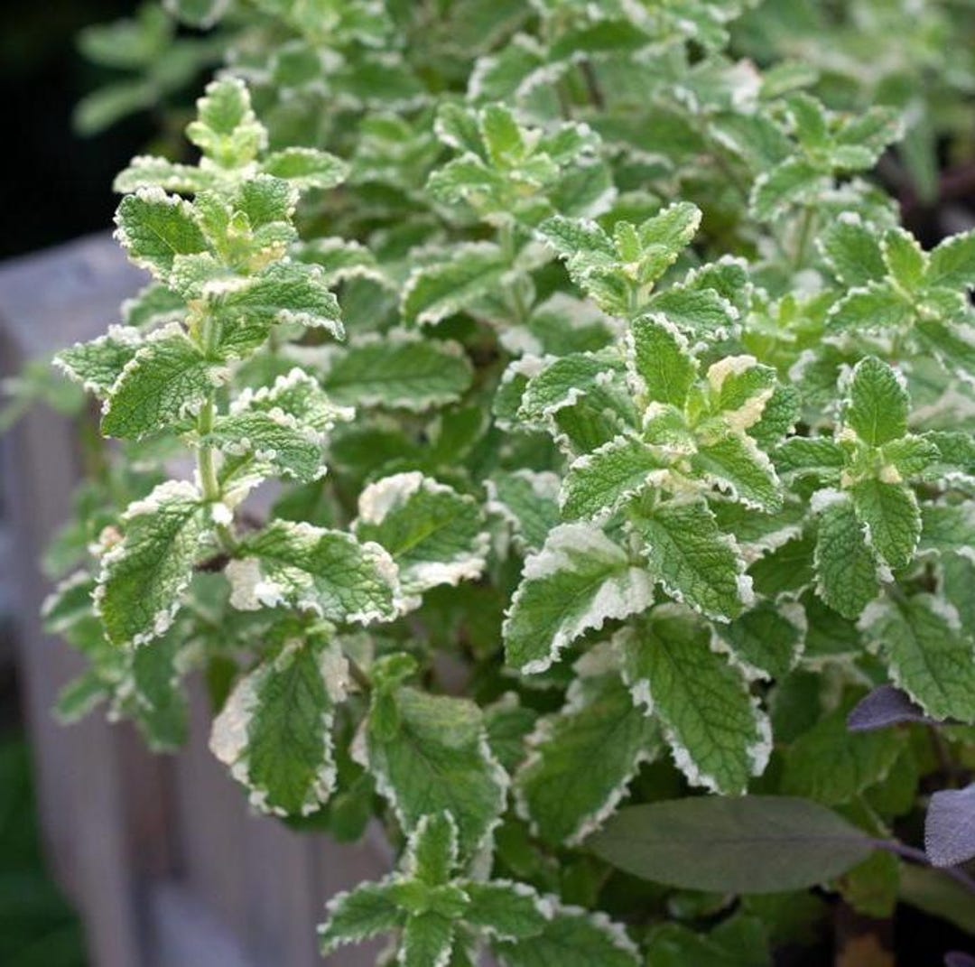 Pineapple Mint (mentha Suaveolens). *3-inch Rooted Plant* - Etsy