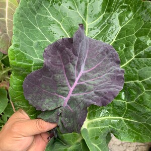 Purple Tree Collards *4” Rooted Plants* Perennials!! - Etsy